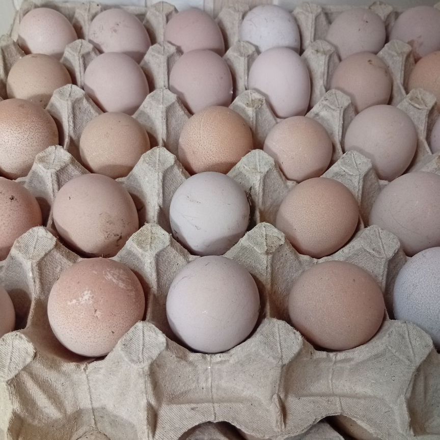 Инкубационное яйцо цесарки