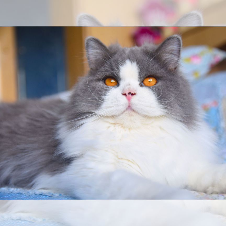 Британский длинношёрстный котёнок