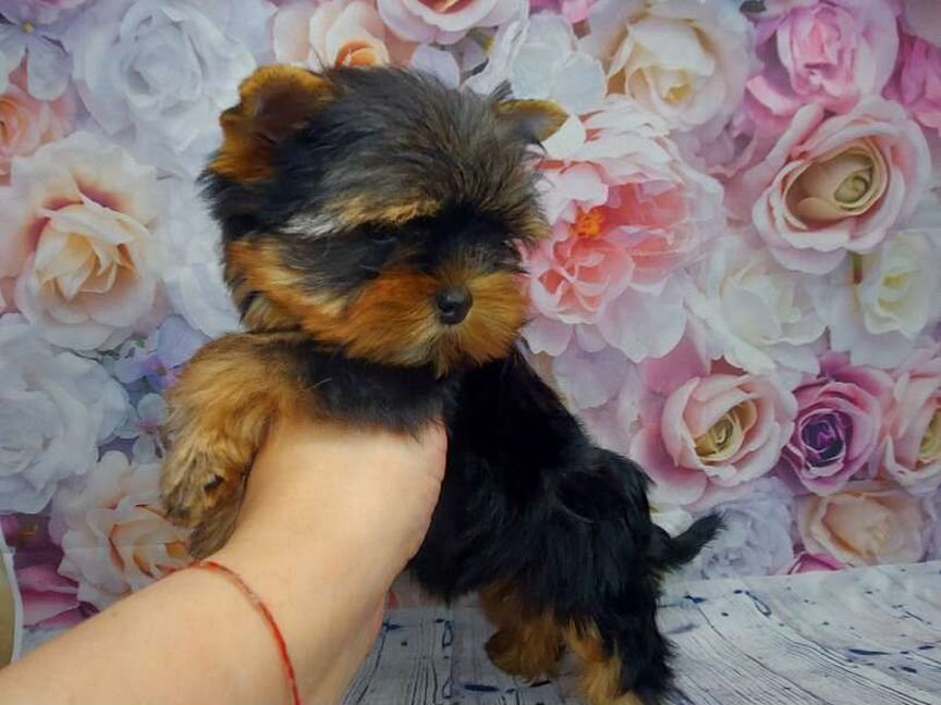 Очень крохотный девочка