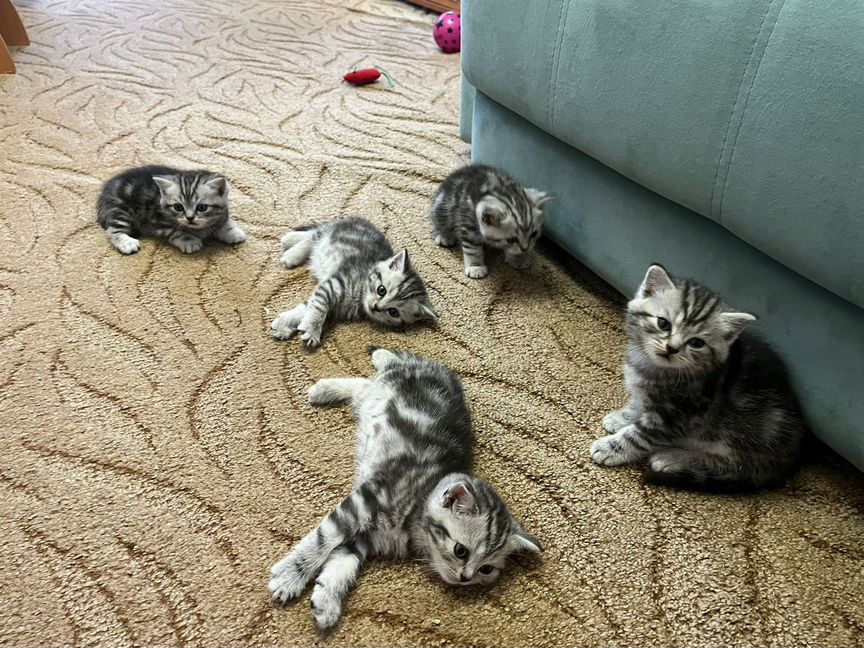 Котята британские