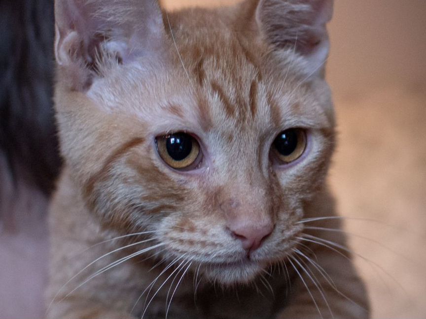 Рыжий котёнок 4,5 мес