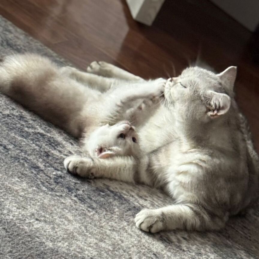 Котята