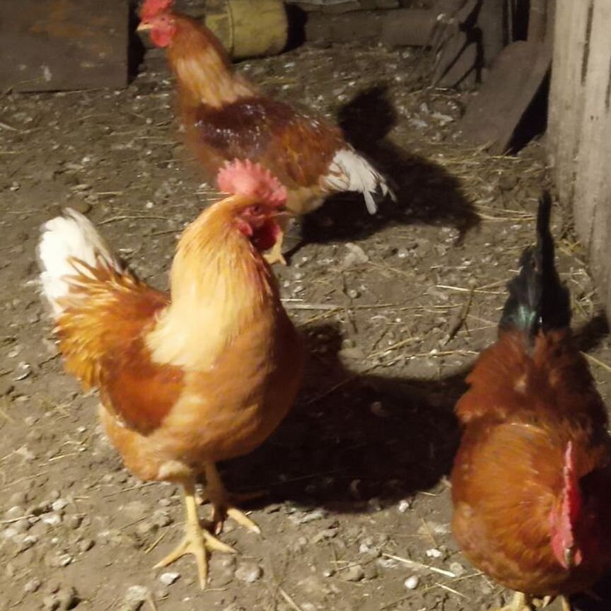 Домашние молодые петухи