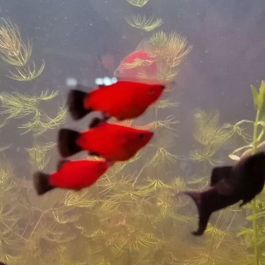 Аквариумные растения