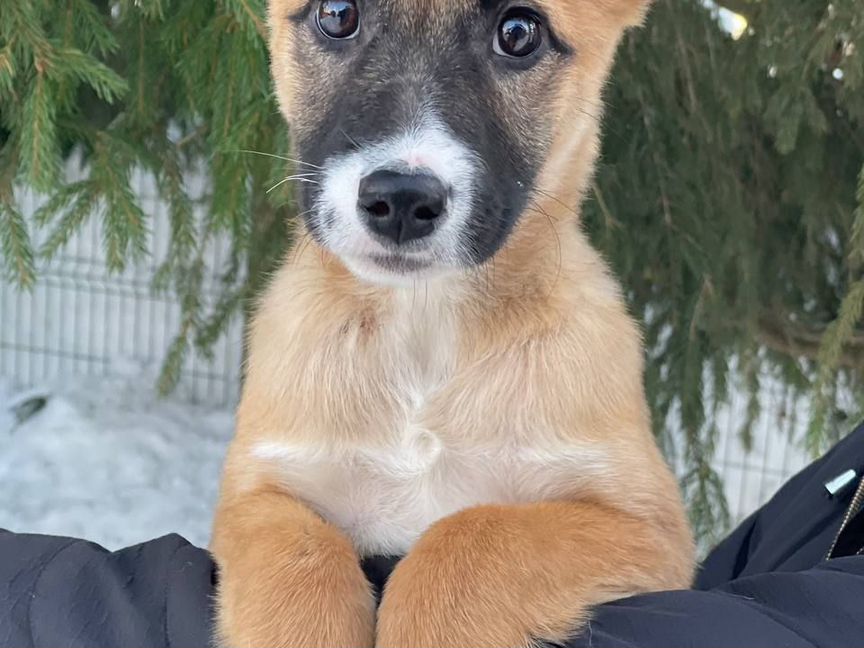 Собака в добрые руки