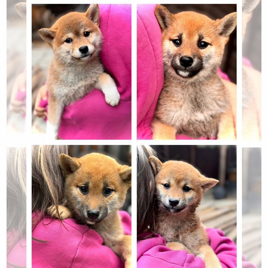 Красивые девочки сиба шиба ину