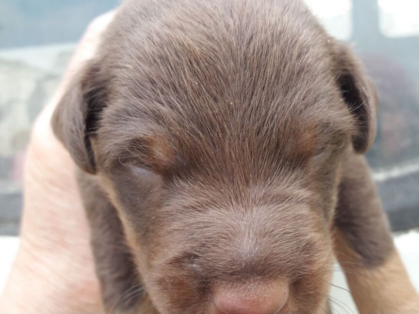 Немецкий ягдтерьер шоколадный