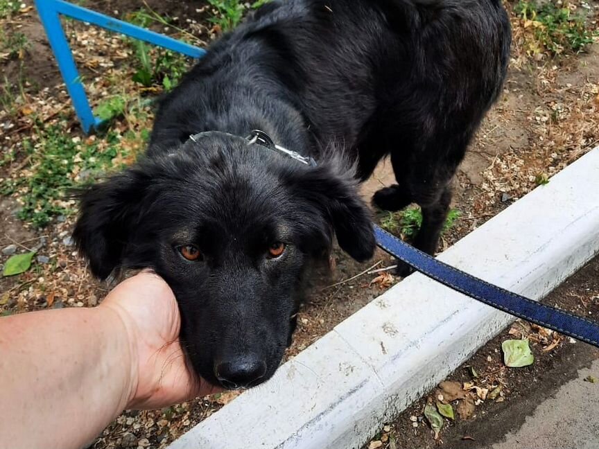 Чернушка ищет дом