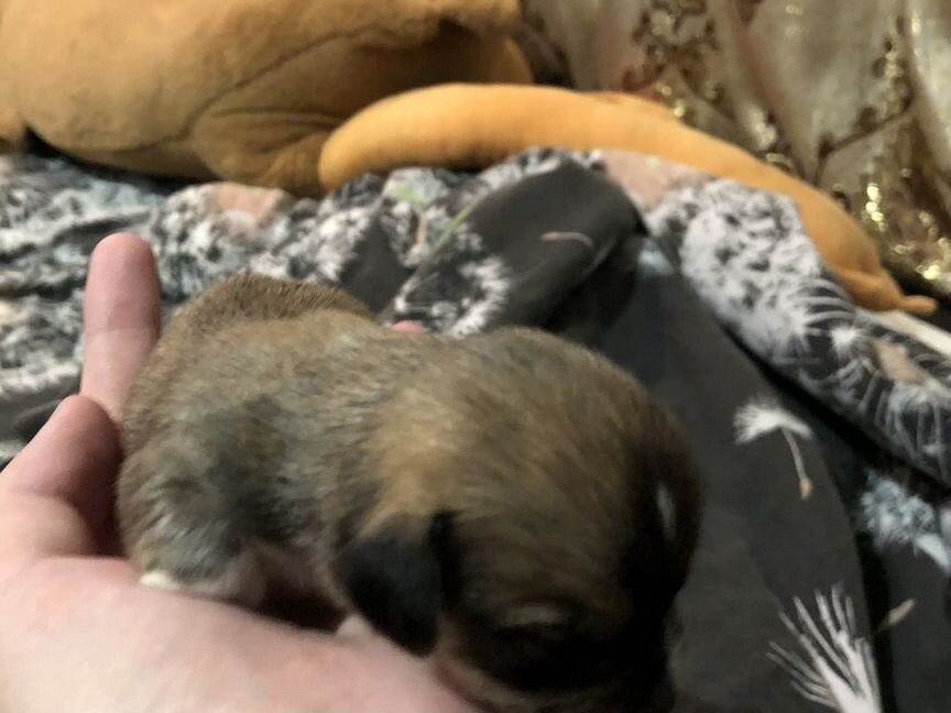 Щенки чихуахуа