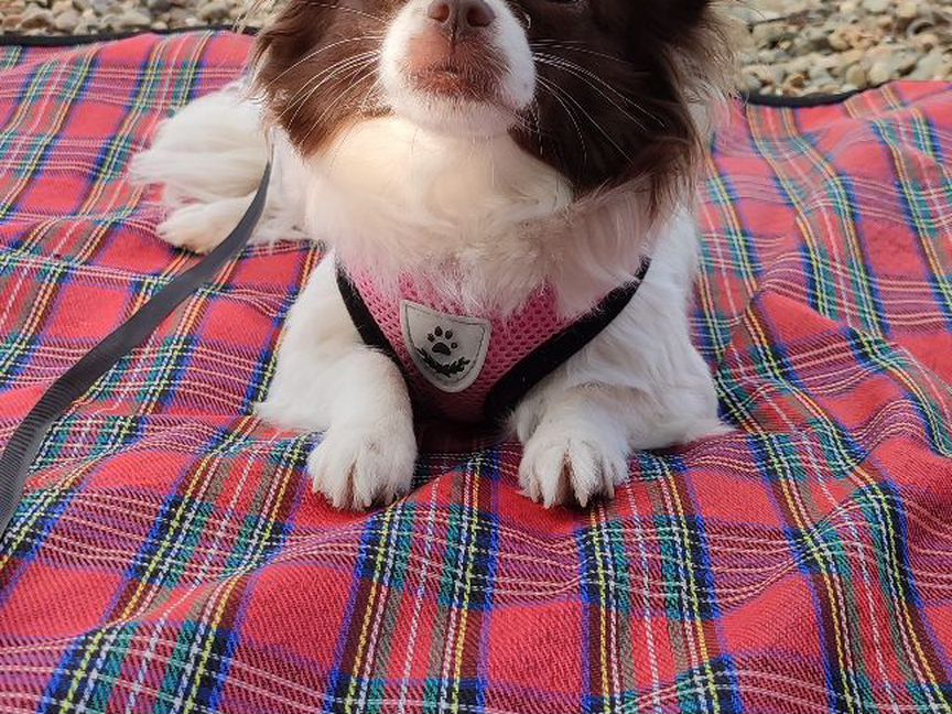 Ищем жениха чихуахуа