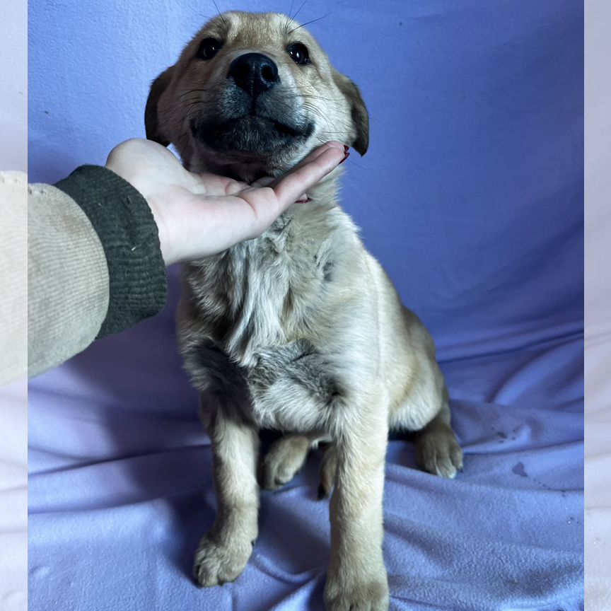 Щенок в добрые руки