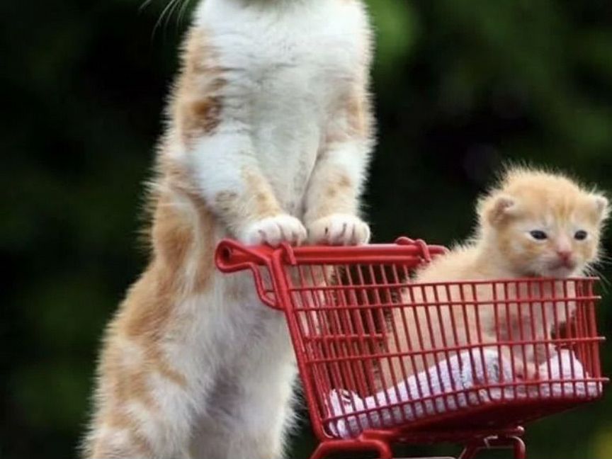 Силикагель наполнитель для кошек