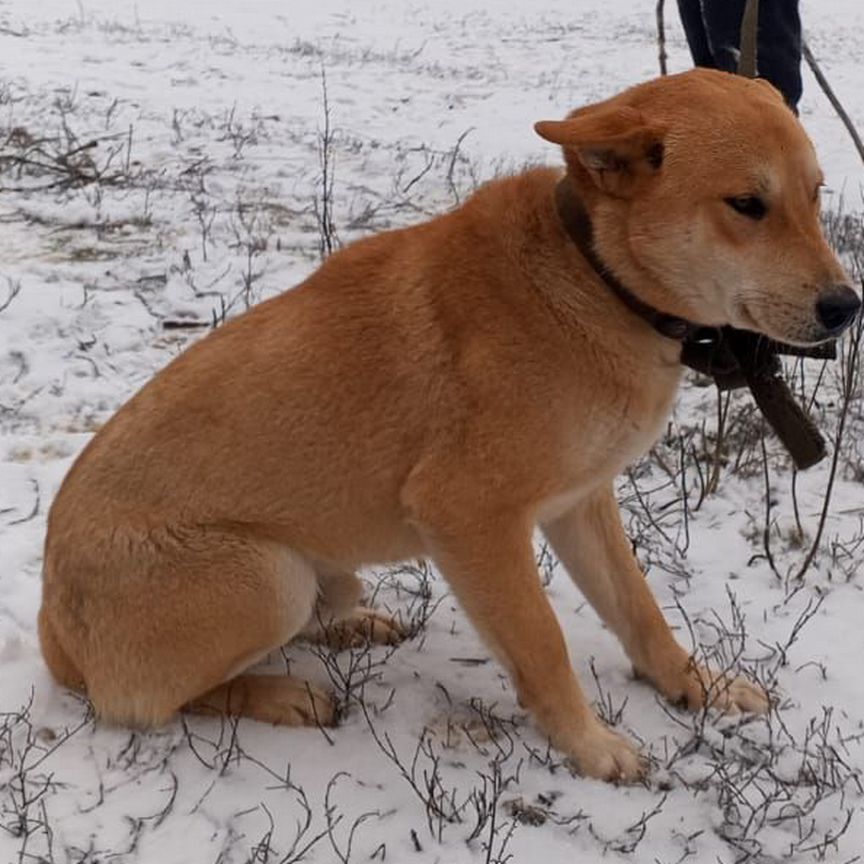 Сиба-ину, взрослый пёс