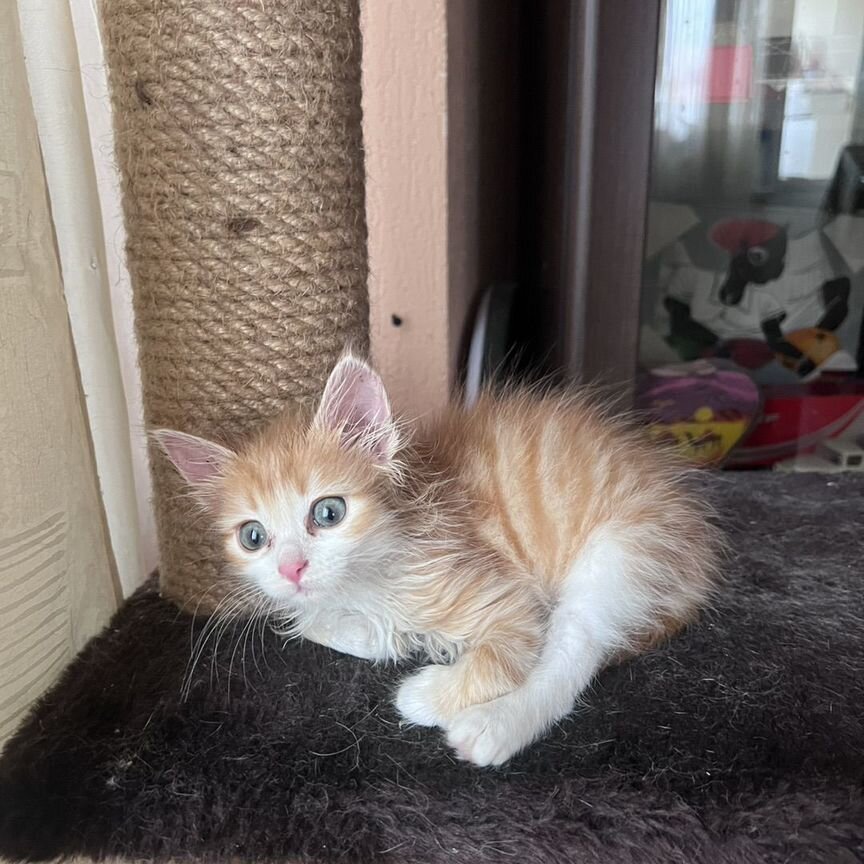 Рыжий котенок в добрые руки 1 месяц