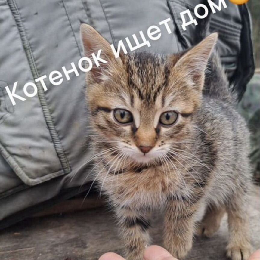 Котенок в заботливые руки