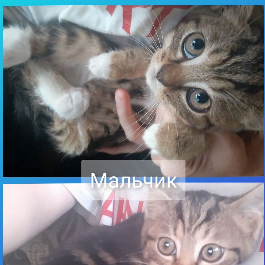 Котёнок ищет дом