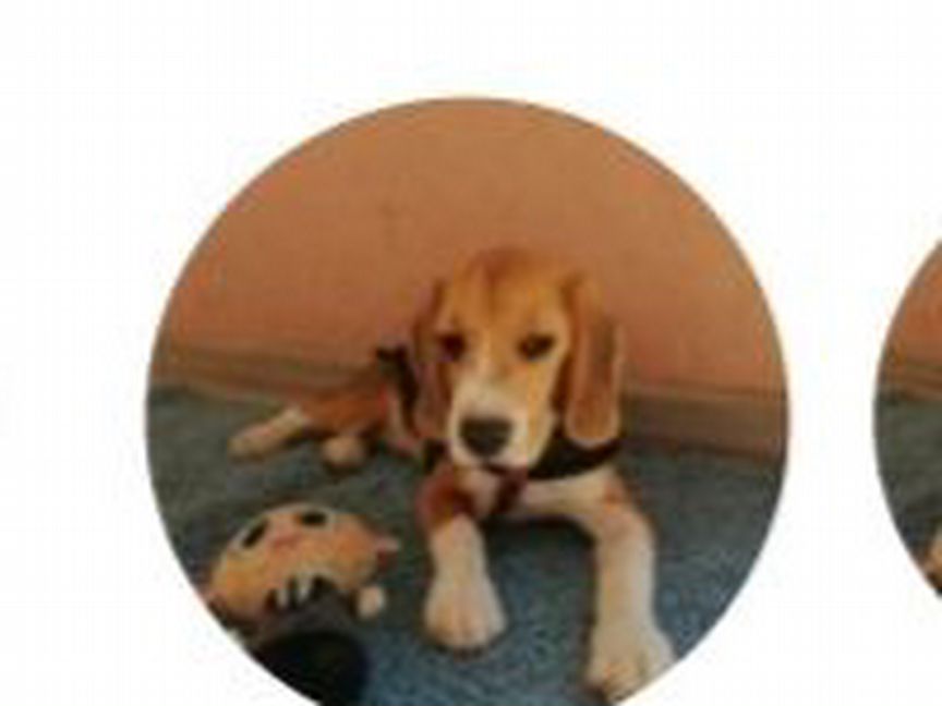 Бигль девочка (случка)