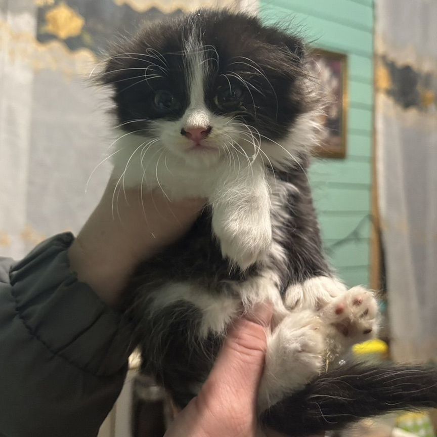 Шотландский вислоухий длинношёрстный котёнок