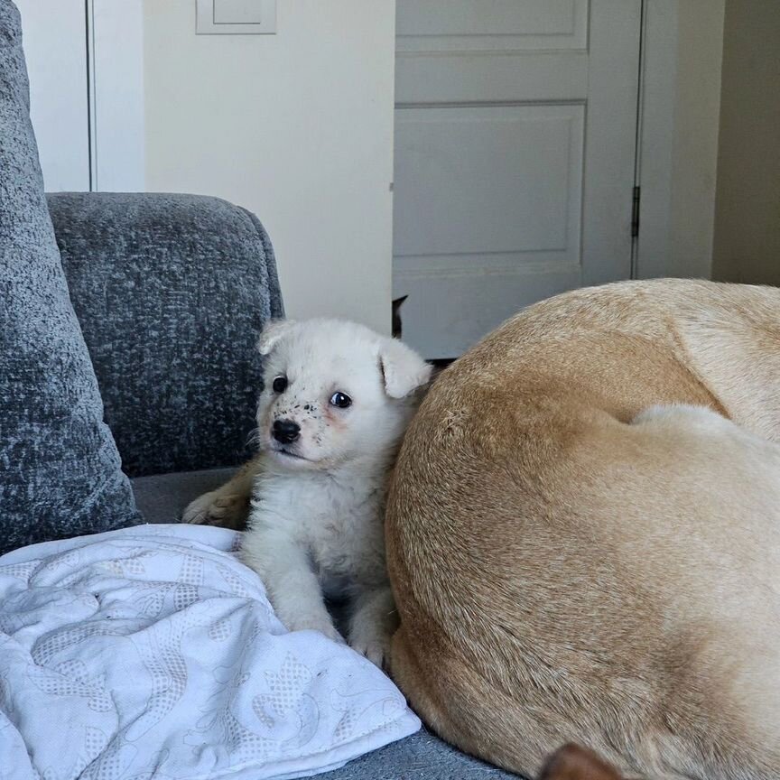 Щенки в добрые руки. Будут по колена