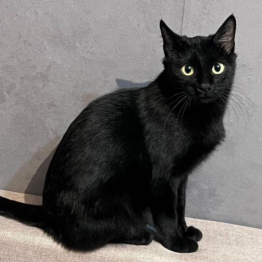 Взрослая кошка в добрые руки