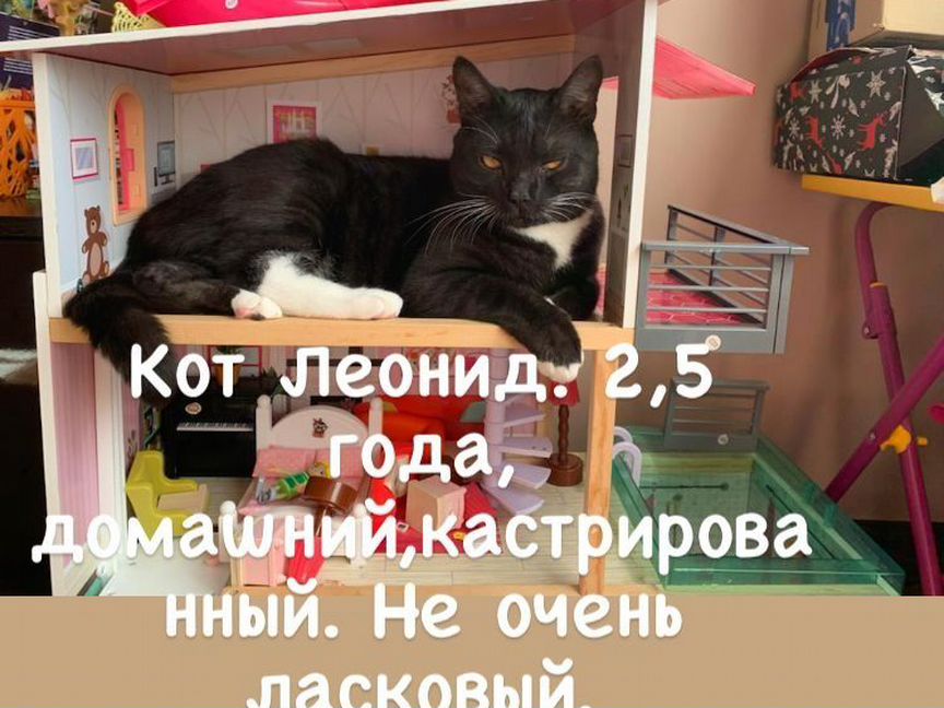 Отдам кота в хорошие руки