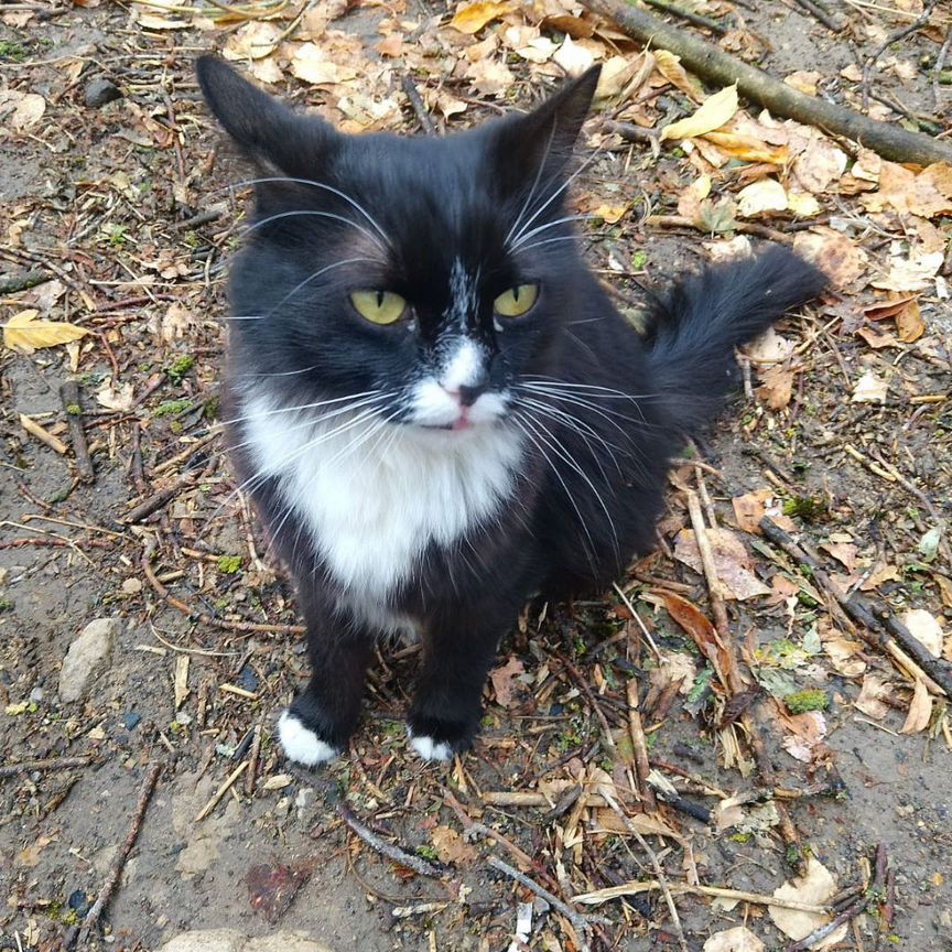 Котейка ищет дом и любящих хозяев