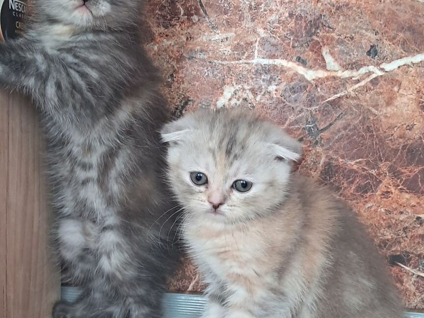 Шотландские девчонки