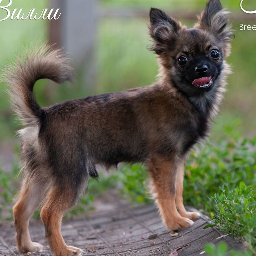 Чихуахуа Мальчик Рыжий Соболь