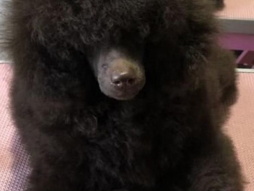Щенок шоколадного пудель