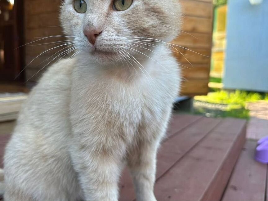 Котик в добрые руки