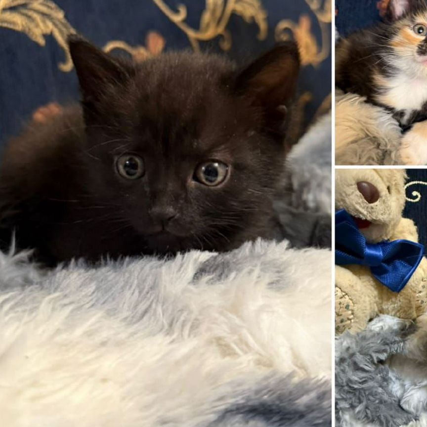 Котята в добрые руки
