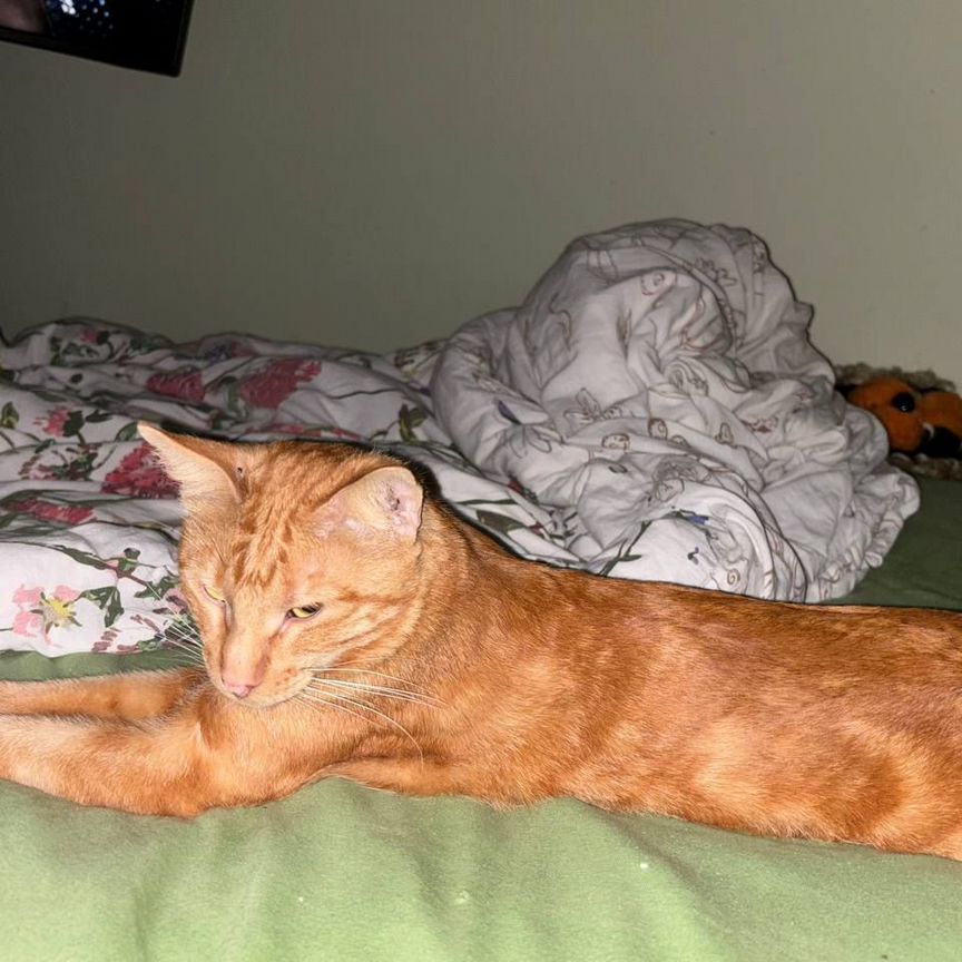 Котик ласковый в добрые руки