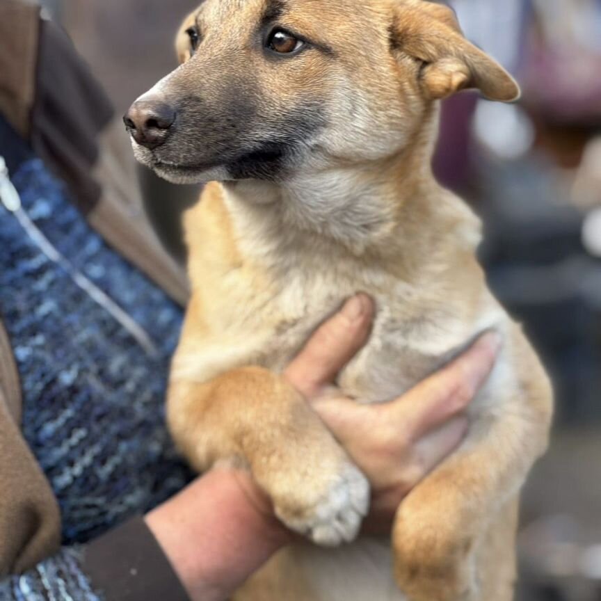 Щенки, смертники. В отлове
