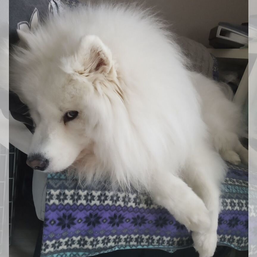 Отдам в добрые руки