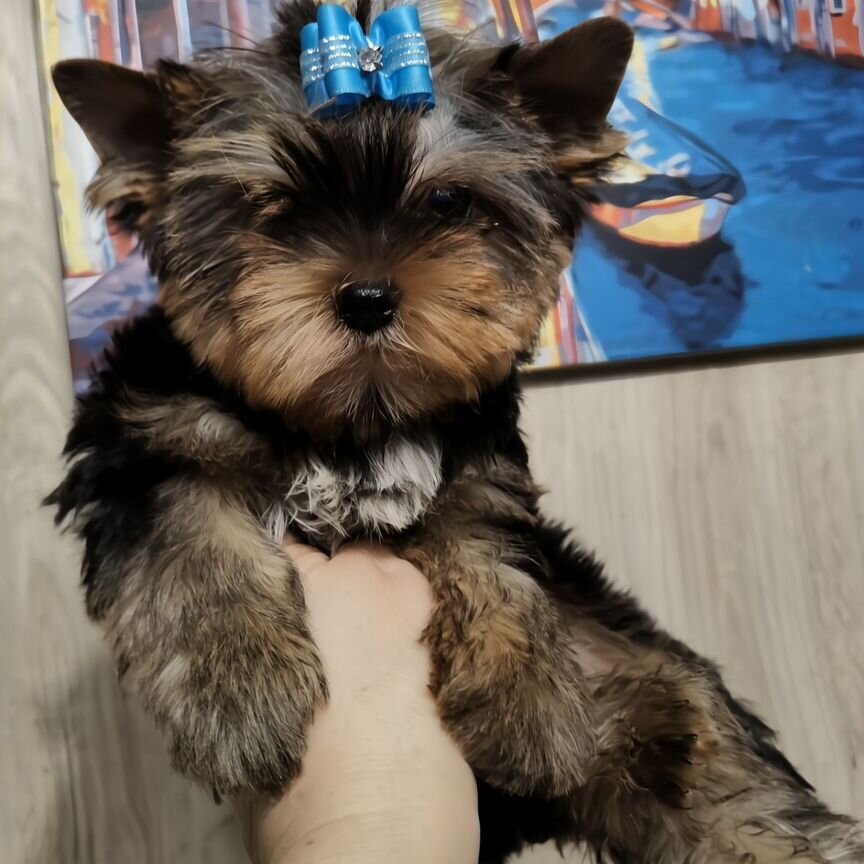 Йоркширский терьер, щенок