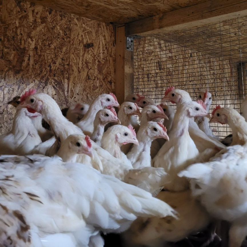 Молодые петушки