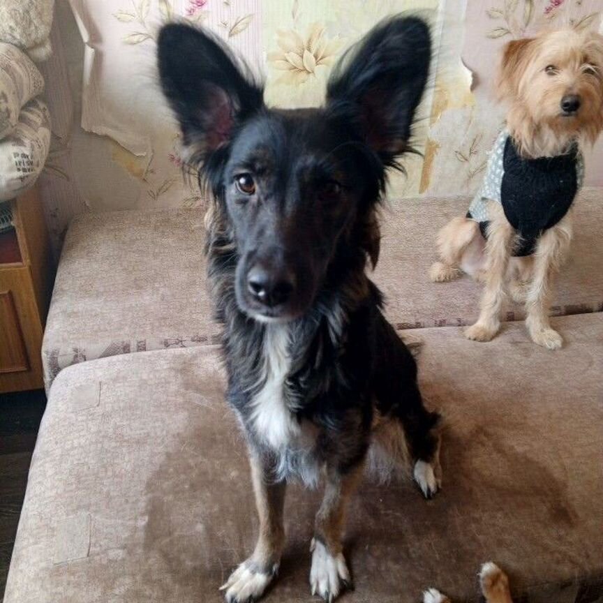 Отдам в добрые руки