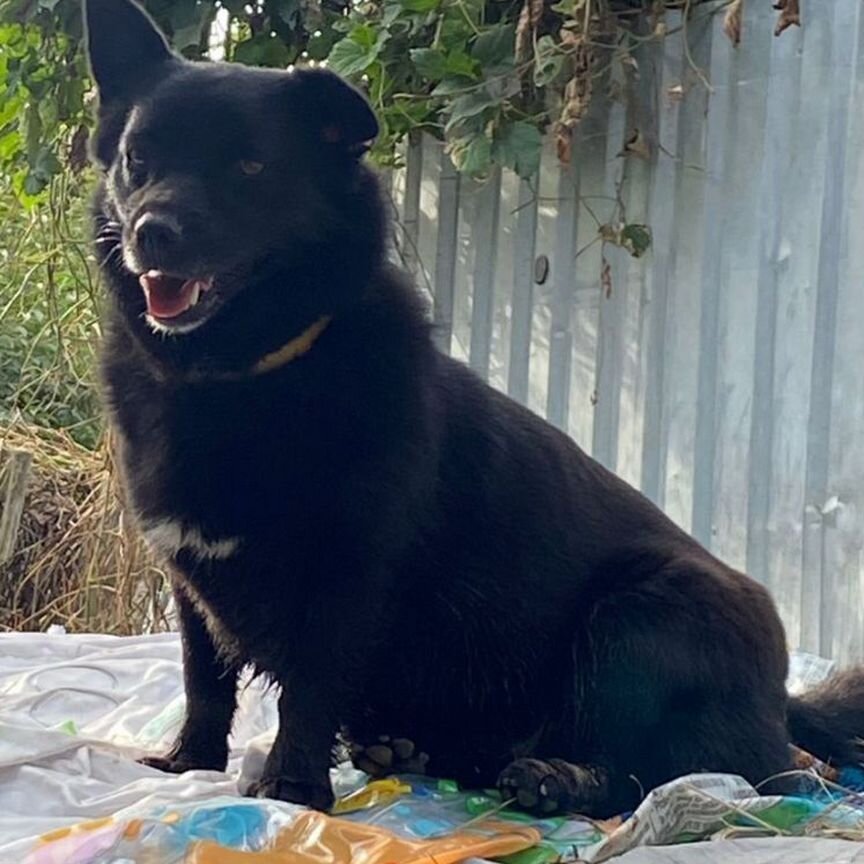 Взрослая собака в добрые руки