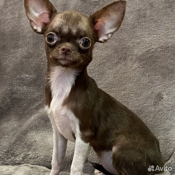 Чихуахуа. Фантастическая мини девочка