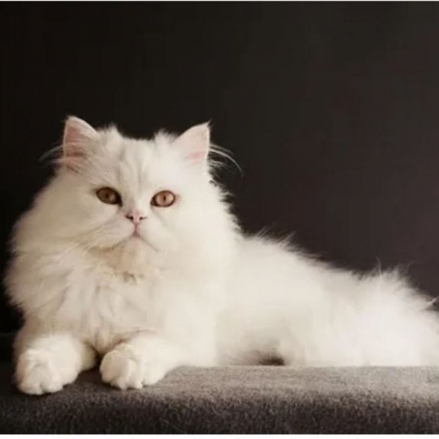 Отдам кота в добрые руки