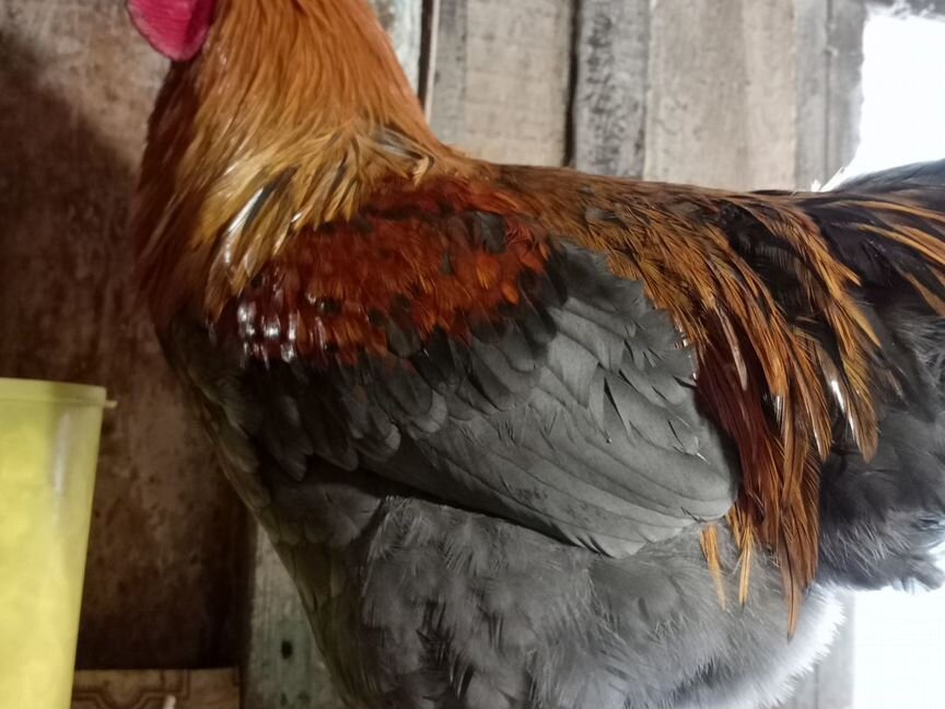 Петух маран медно голубой