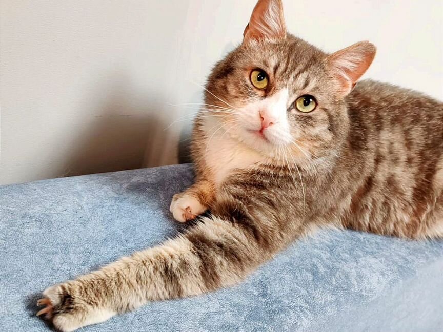 Кот Тихон ищет любящих родителей