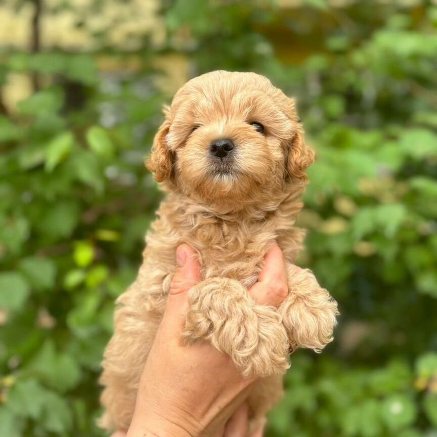 Щенки мальтипу f1