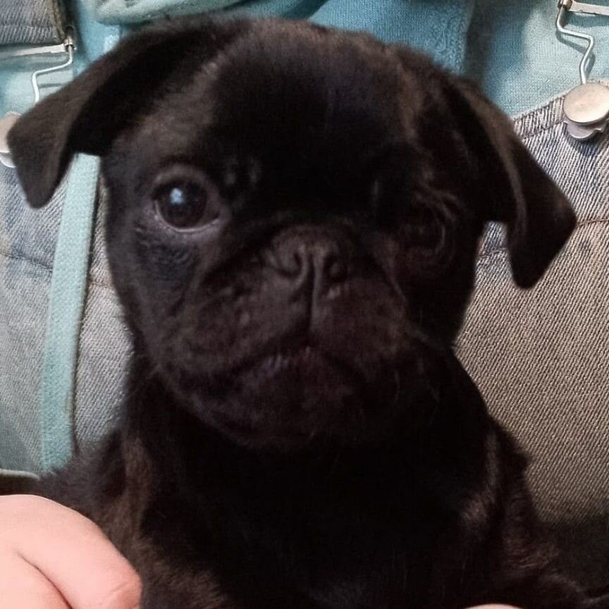 Миленькая Мопсишка