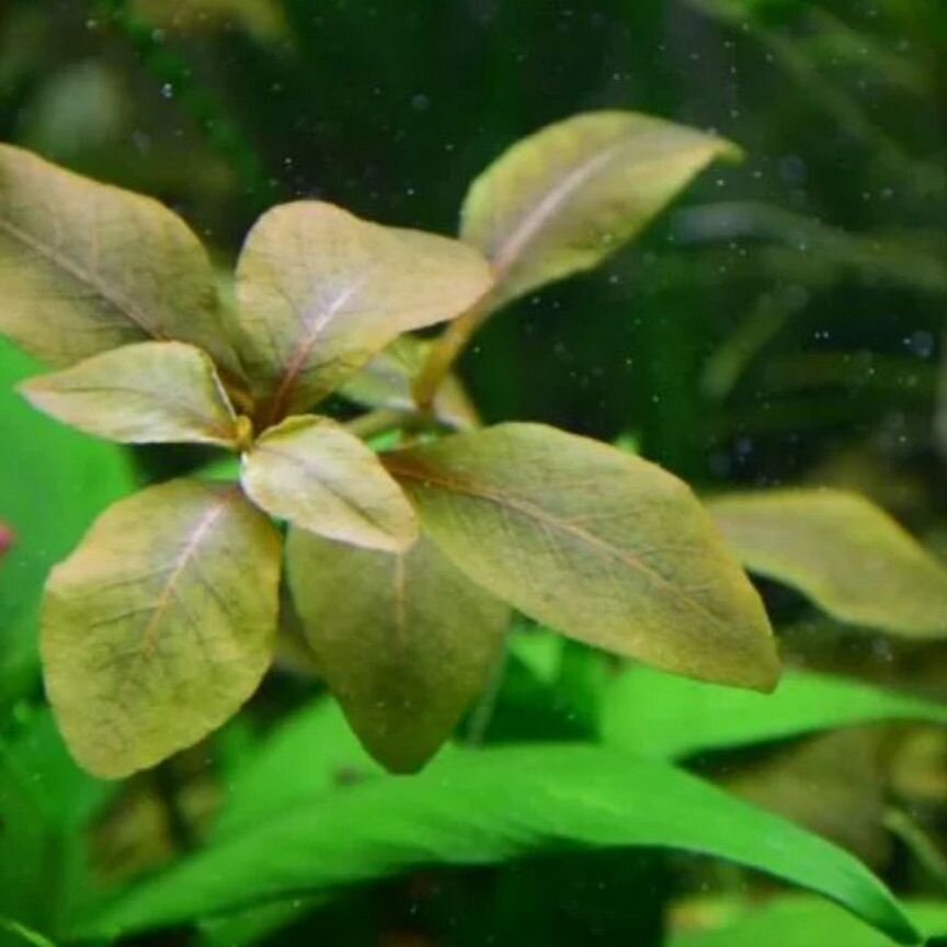 Людвигия Мехико