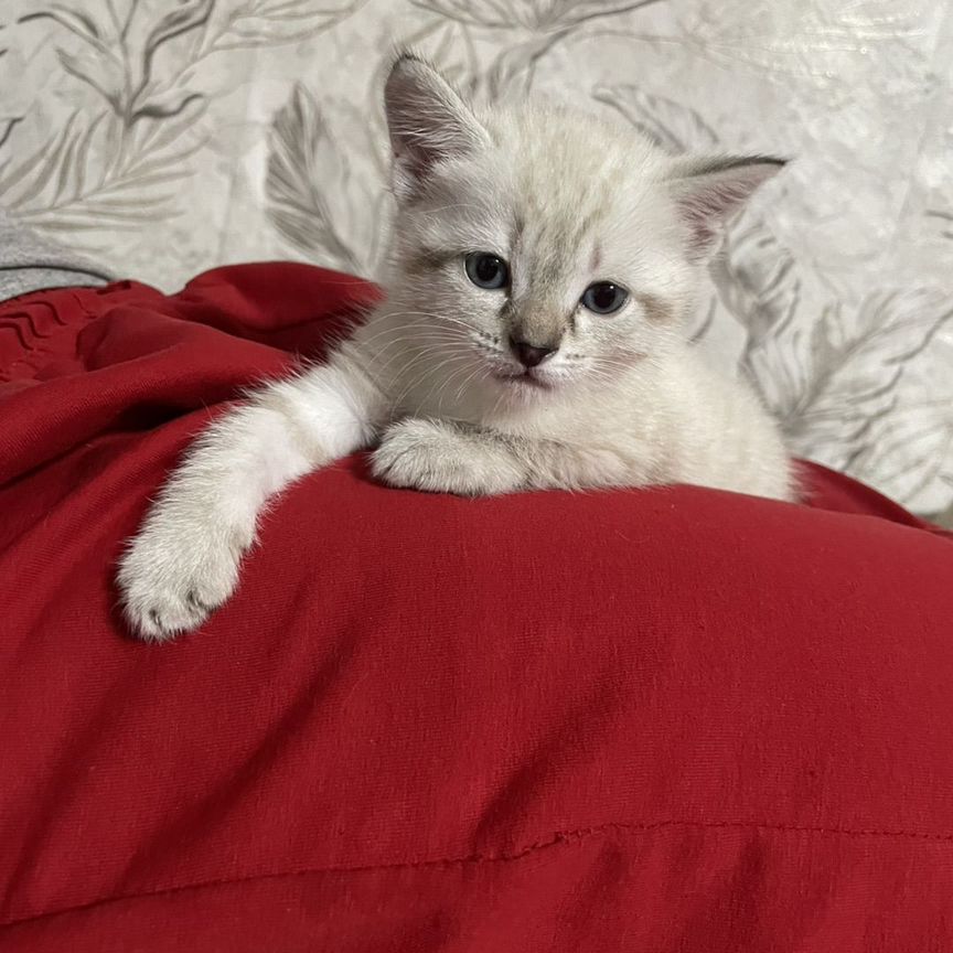 Котик в добрые руки