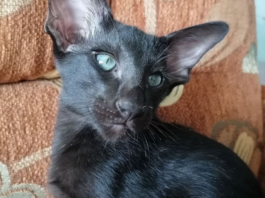 Ориентальные котята