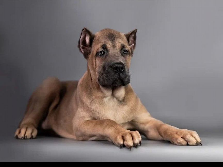 Яркая красотка