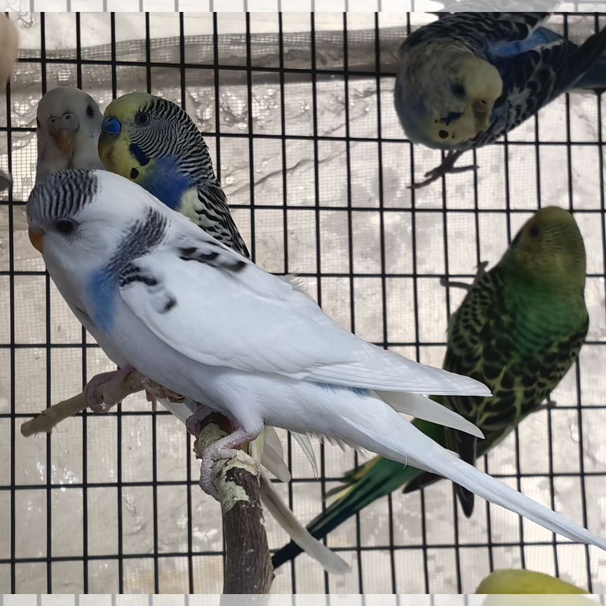 Волнистый попугай, самка