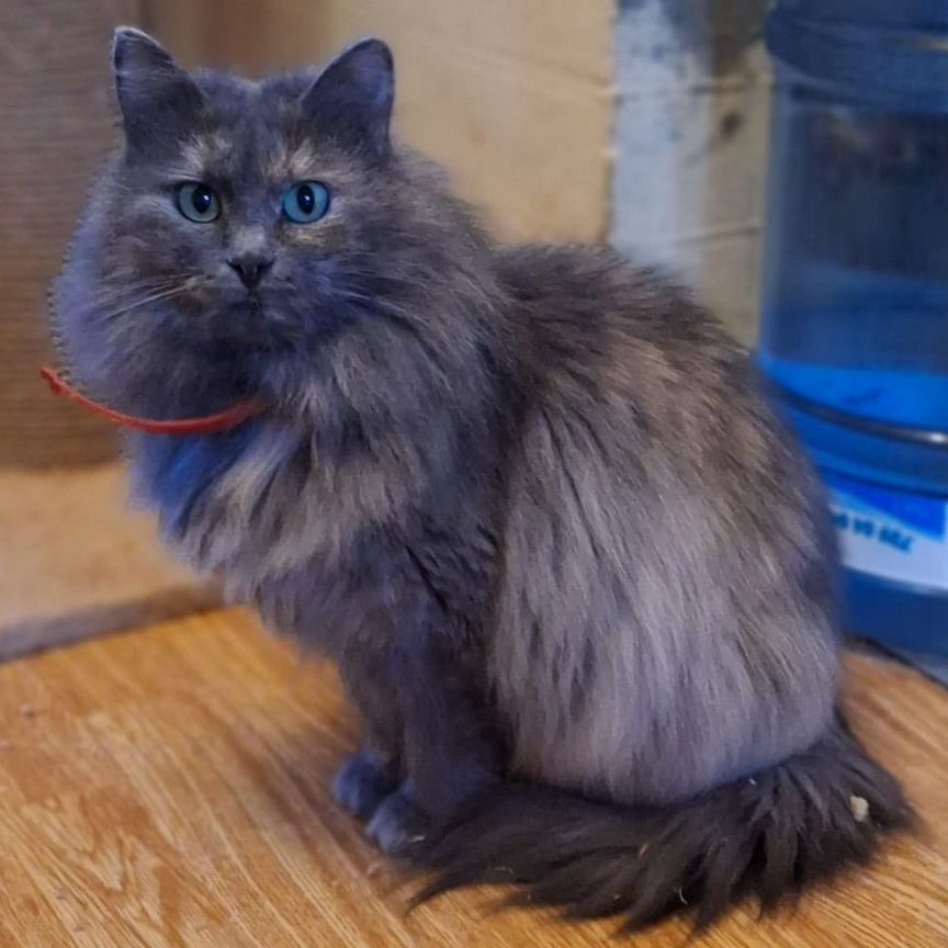 Кошечка Нибелунг